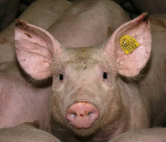 Ear necrosis in pigs: The hidden dangers of mycotoxins and endotoxins ...