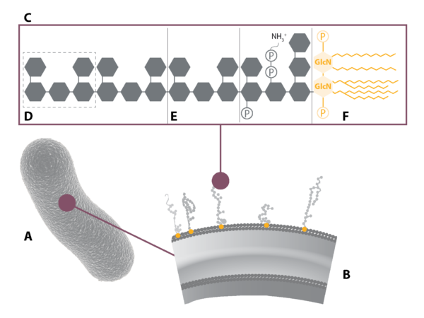 Exploring Lipopolysaccharides (LPS): Endotoxins from gram-negative ...