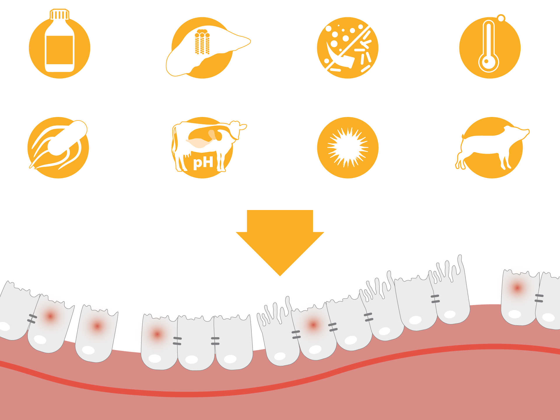 Explorando los lipopolisacáridos (LPS): Las endotoxinas de las ...