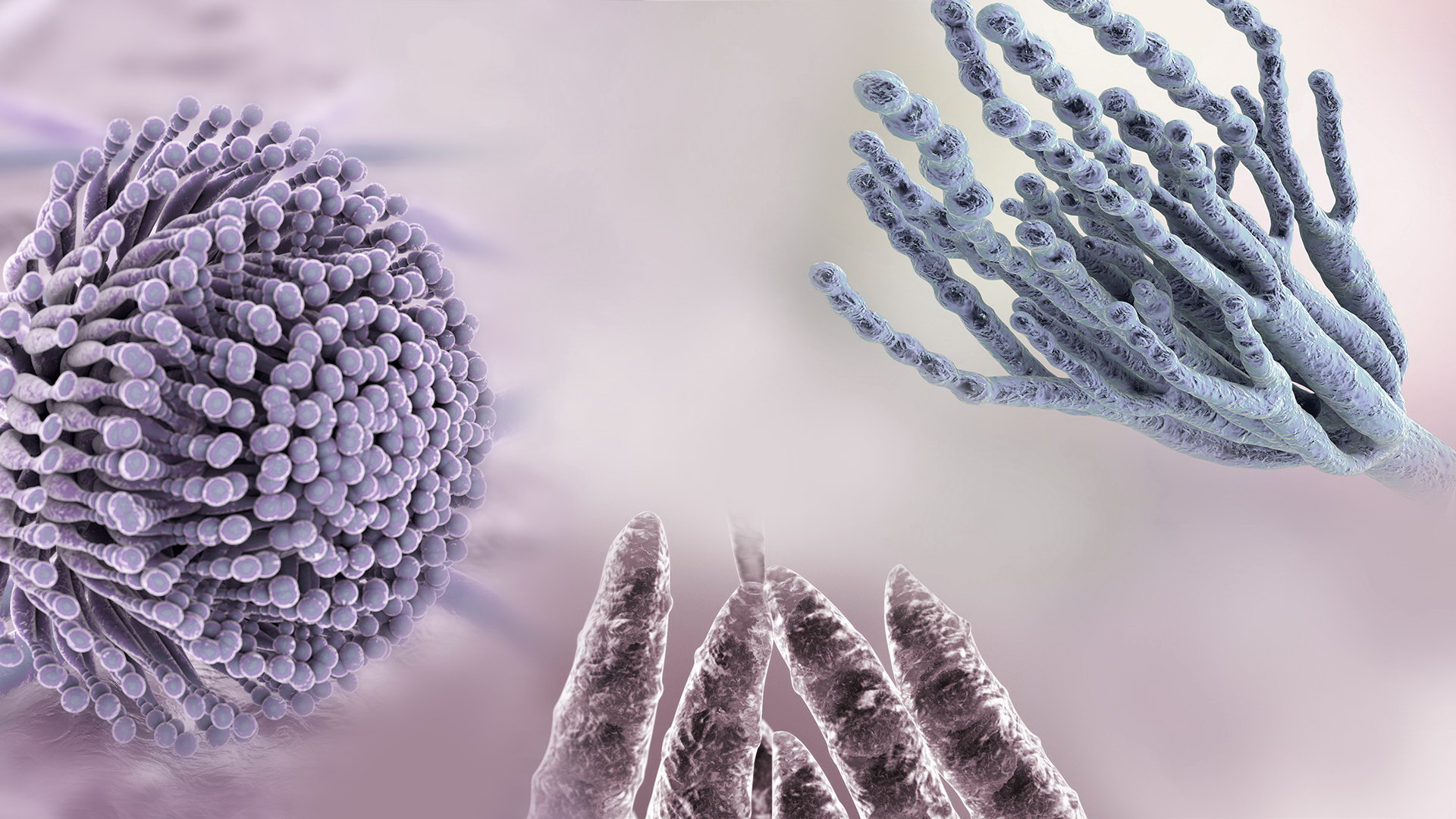 Mycotoxins - a force to be reckoned with! - Nutrex