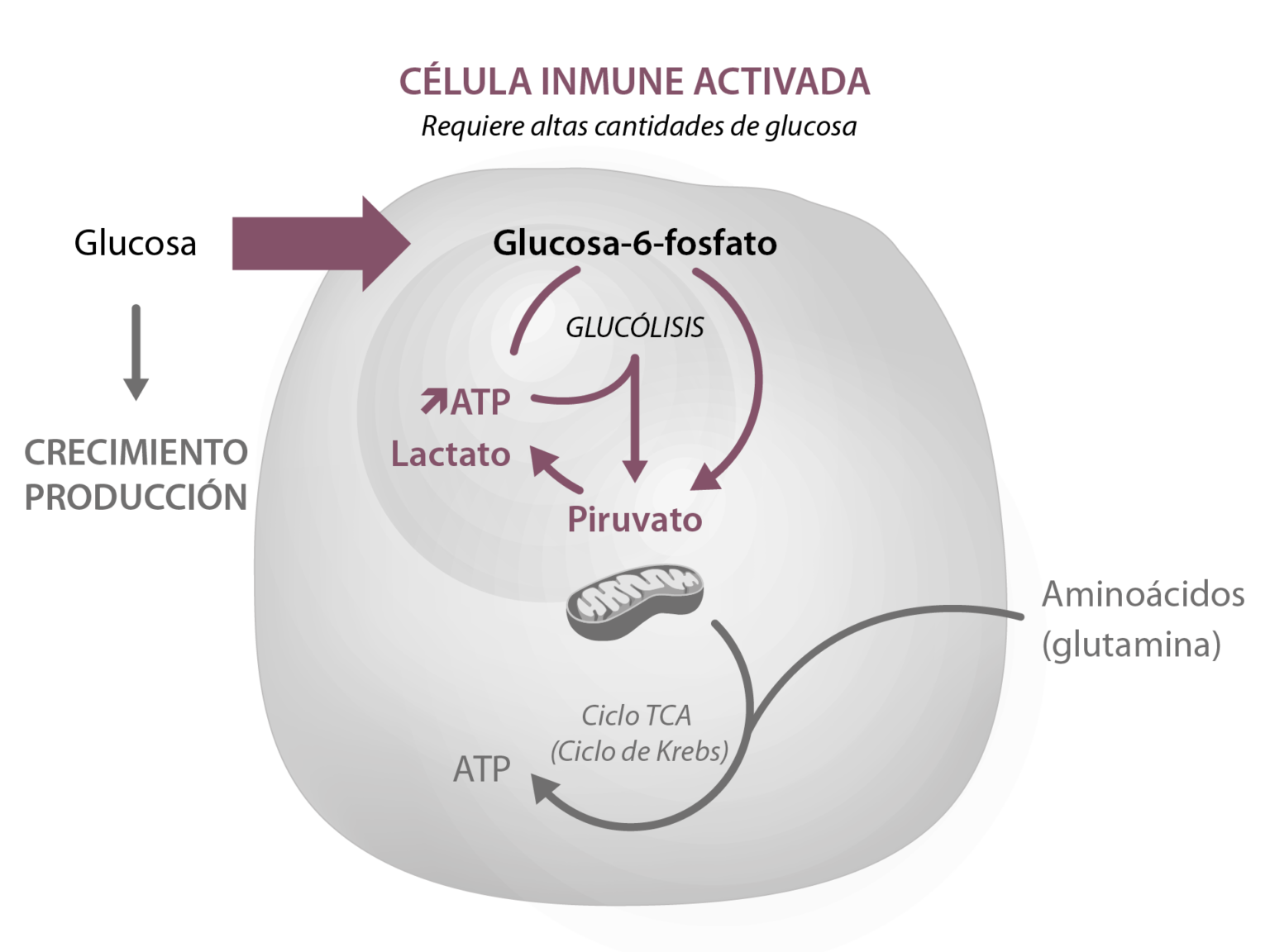 Endotoxinas: Inductores de inflamación - Nutrex