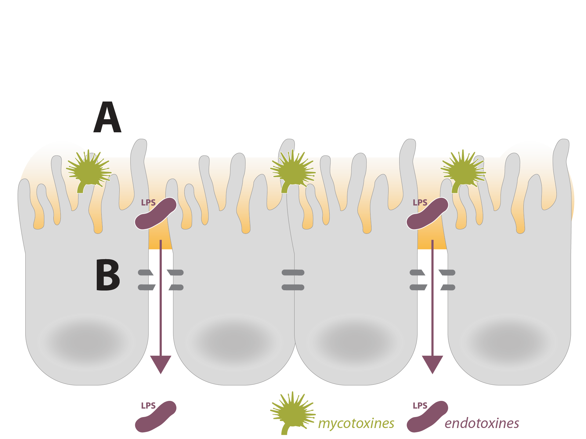 L'effet synergique des mycotoxines et des endotoxines - Nutrex