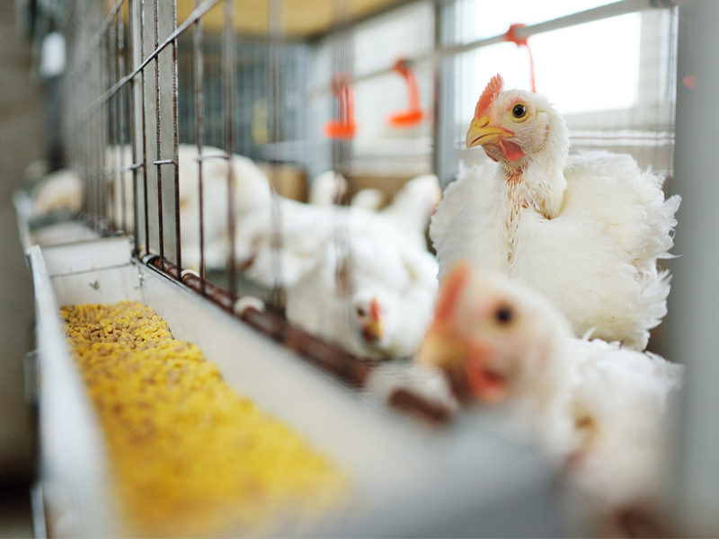 Preventing gut disorders in broilers: key intestinal health strategies ...
