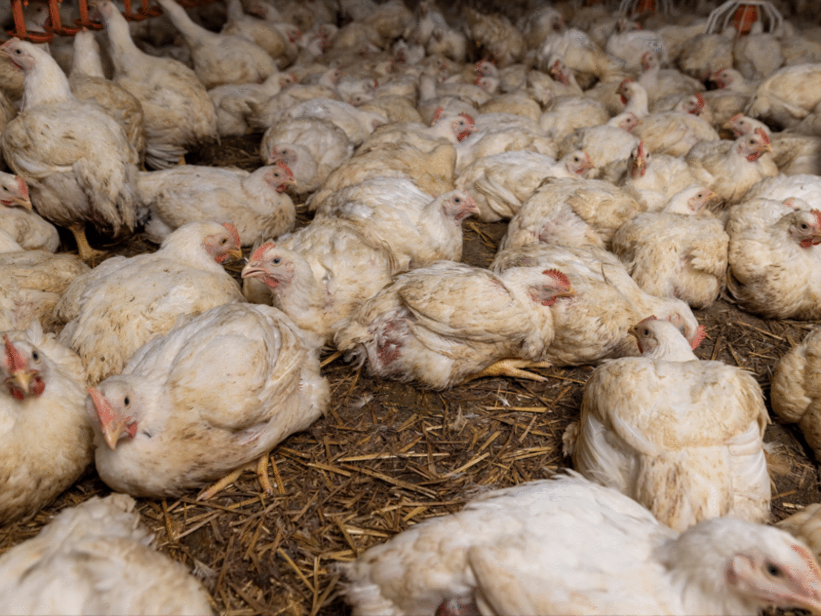Preventing gut disorders in broilers: key intestinal health strategies ...