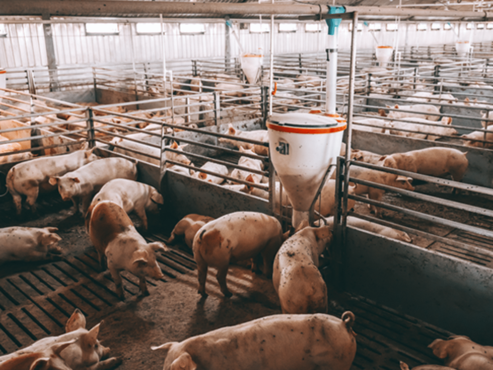 Ear necrosis in pigs: The hidden dangers of mycotoxins and endotoxins ...