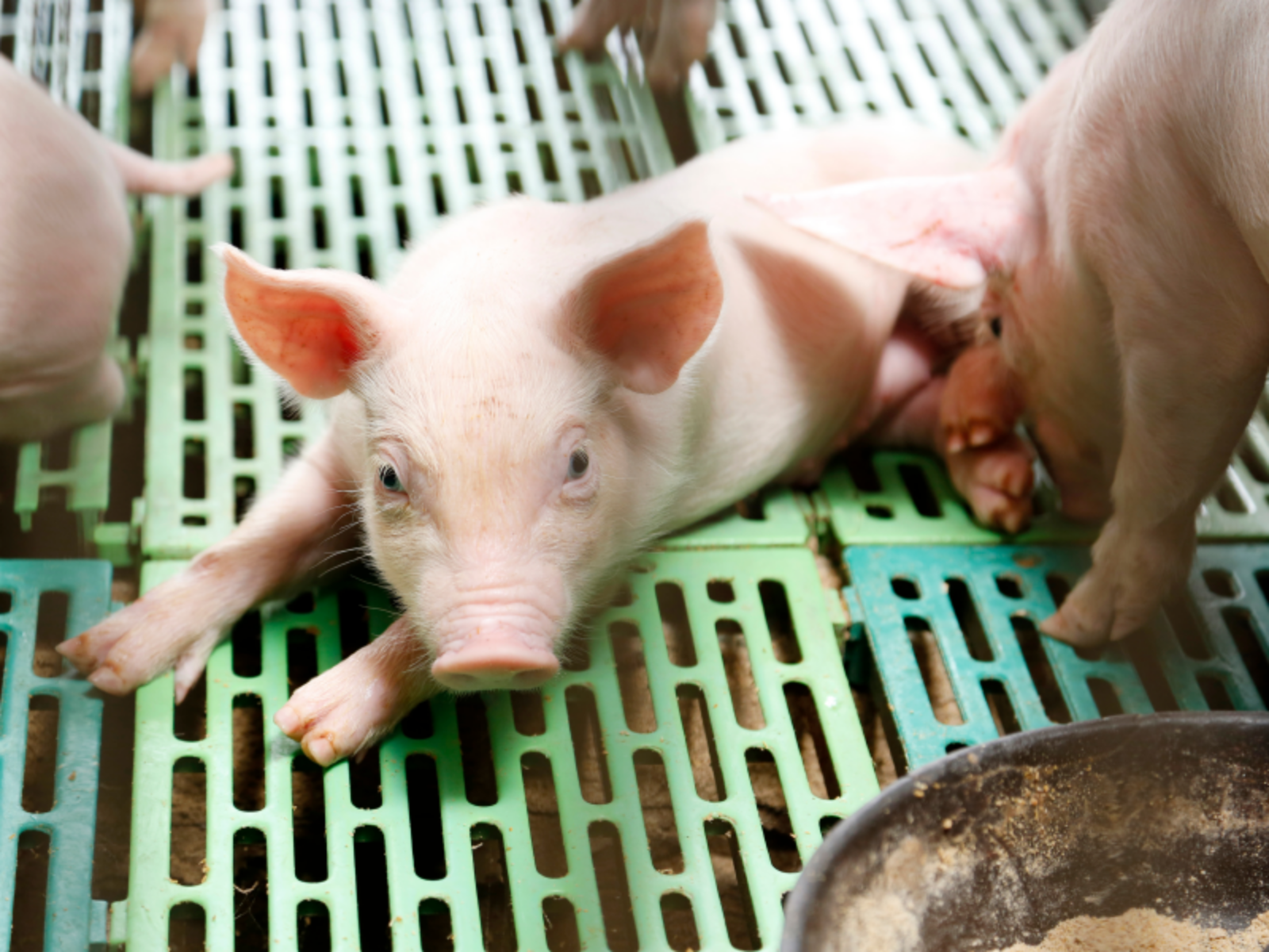 Beyond zinc oxide: Nutritional solutions for post-weaning piglets I ...