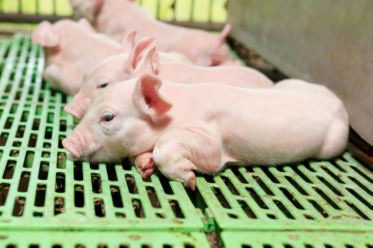 Beyond zinc oxide: Nutritional solutions for post-weaning piglets I ...